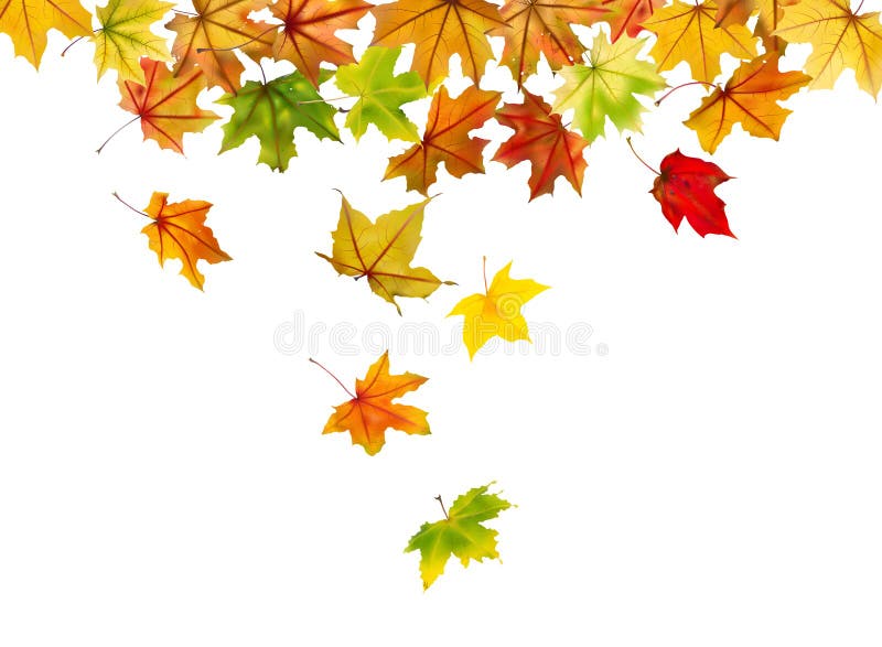Maple leaves falling stock vector. Illustration of multicolored - 43993718