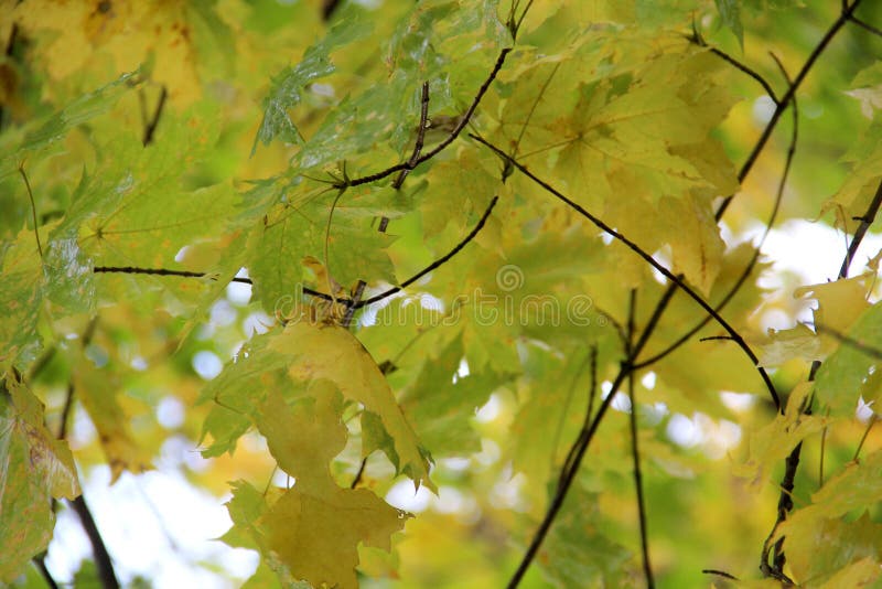 Maple leaves five stock photo. Image of maple, autumn - 160642848