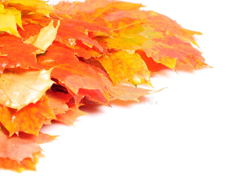 Maple leaves frame stock image. Image of creativity, leaves - 23400139