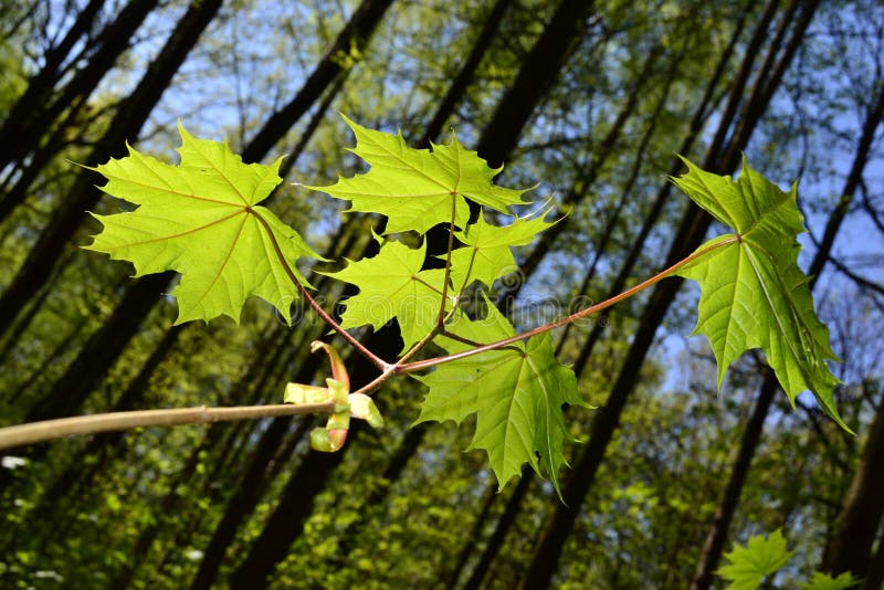 Maple leaves stock image. Image of freshness, family - 40329377