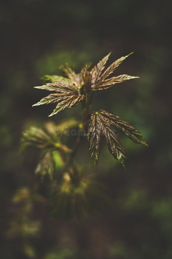 Maple leaves stock photo. Image of shoots, green, young - 69803654