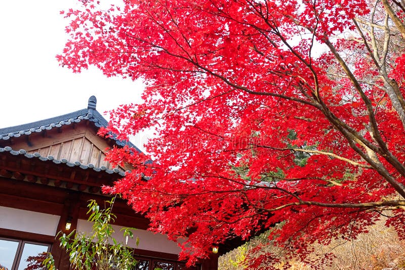 Maple Leaves in Front of an Ancient House Stock Photo - Image of park ...