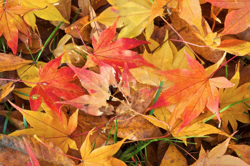 Maple Leaves Grass and Stems in the Fall Stock Image - Image of focus ...