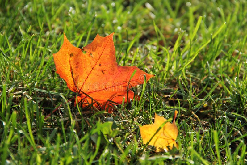Maple leaves in the grass stock image. Image of botany - 78819889