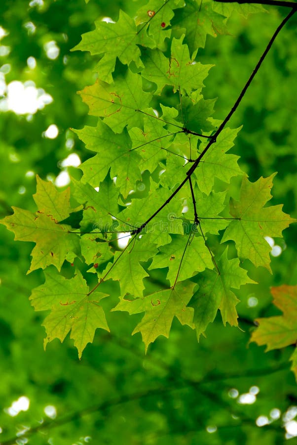 Maple leaves green stock image. Image of leaves, trees - 1353825