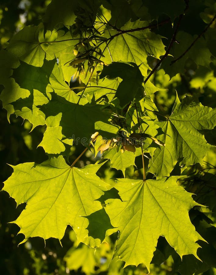 Maple leaves stock image. Image of close, beautiful, ecology - 62555421