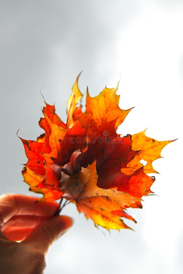 Hand fall leaf stock photo. Image of beautiful, drop, leaves - 1318554