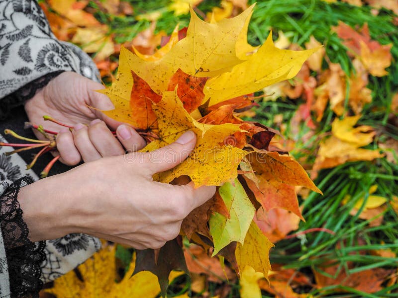 Bright Colored Autumn Maple Leaves in the Hands of a Woman. Maple ...