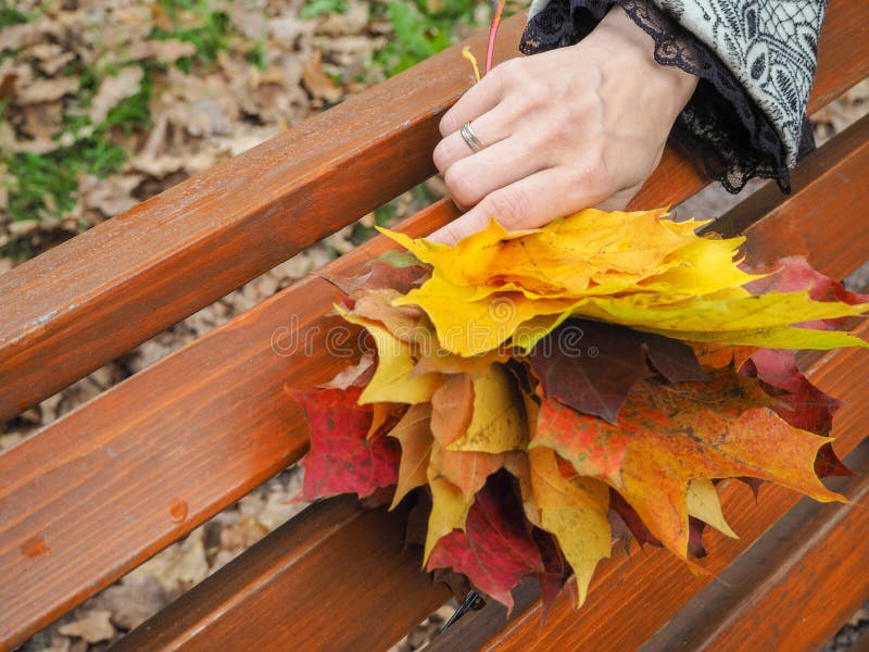 Bright Colored Autumn Maple Leaves in the Hands of a Woman. Maple ...