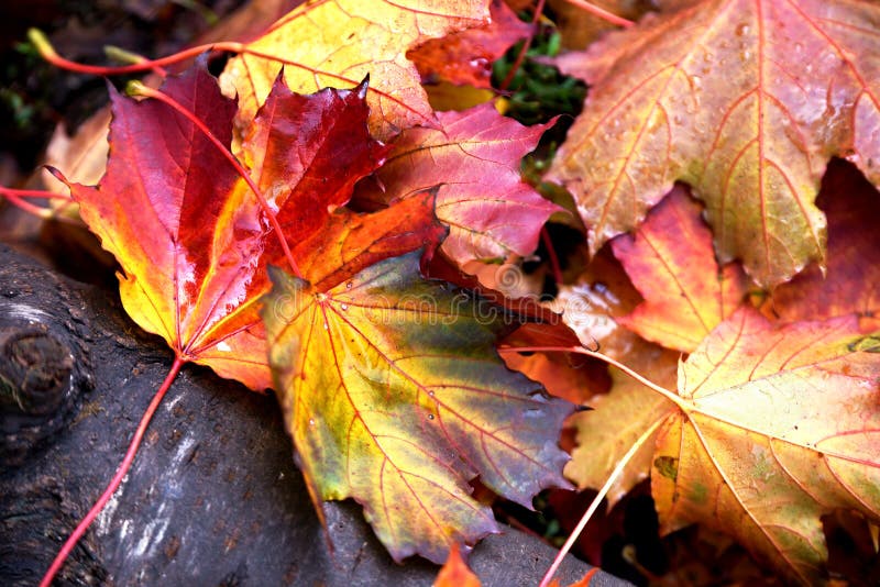 Maple Leaves Happy Autumn Colors Stock Photo - Image of park, happy ...