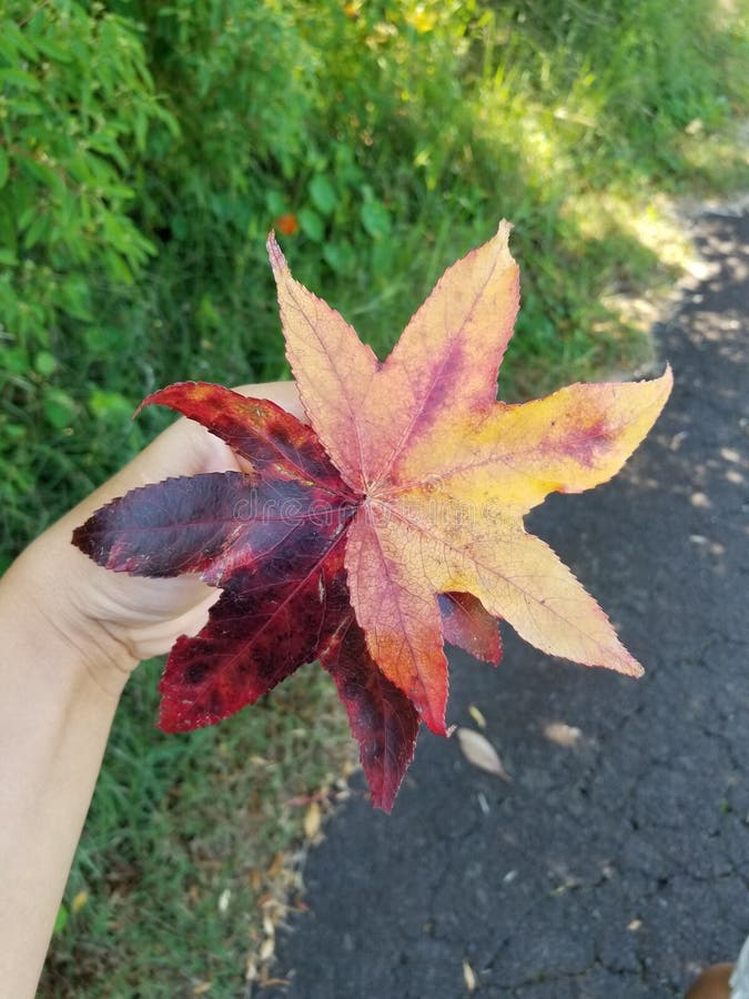 Maple Leaves from Hawaii stock image. Image of autumn - 164376265