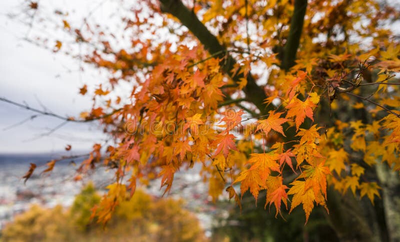Maple leaves in Japan stock photo. Image of forest, nature - 85743170