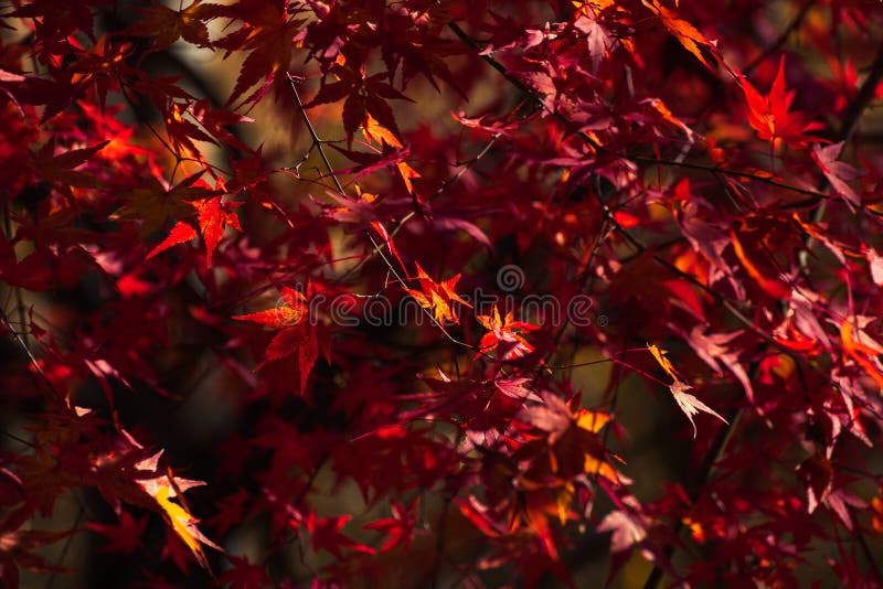 Maple leaves in Japan stock photo. Image of fuji, natural - 151786640
