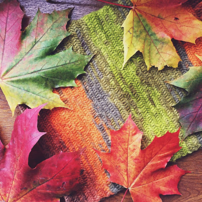 Maple leaves with knitting stock photo. Image of gradient - 102332240
