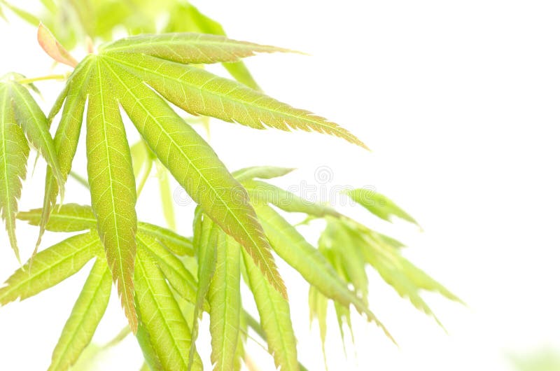 Maple leaves in left side stock photo. Image of vein - 25286968
