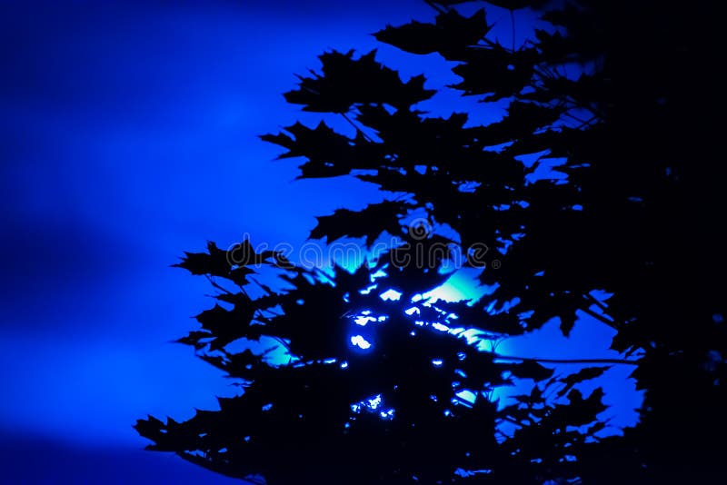 Maple Leaves Against the Background of the Night Sky in the Light of ...