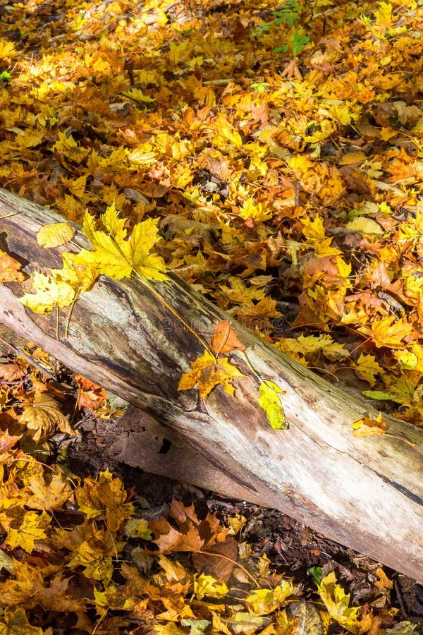 Maple Leaves on a Log in the Forest Stock Photo - Image of fall ...