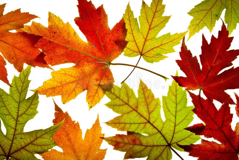 Maple Leaves Mixed Fall Colors Background 2 Stock Image - Image of ...