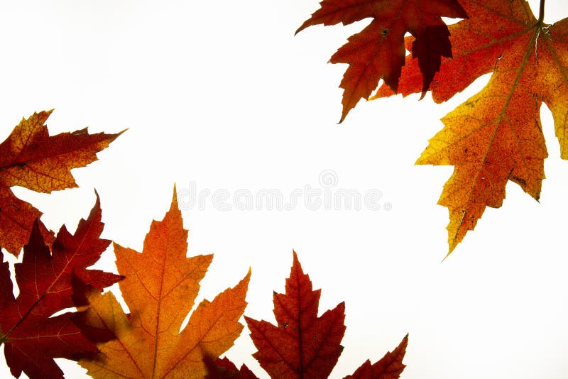 Maple Leaves Mixed Fall Colors Background 2 Stock Image - Image of ...