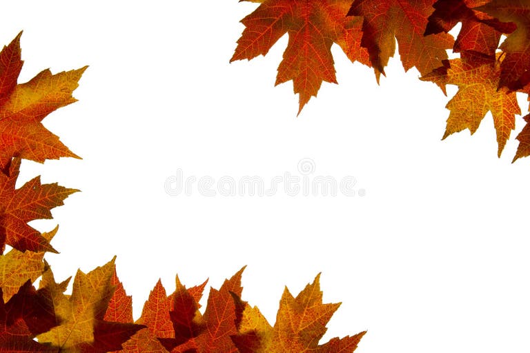 Maple Leaves Mixed Fall Colors Backlit 4 Stock Photo - Image of leaves ...