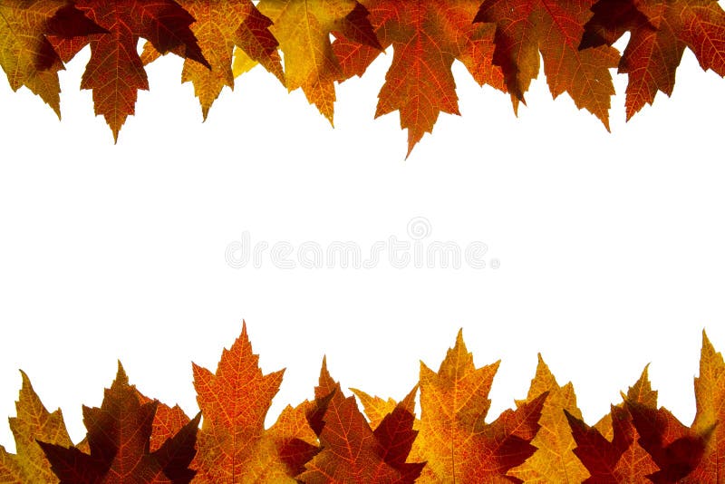 Maple Leaves Mixed Fall Colors Background 2 Stock Image - Image of ...