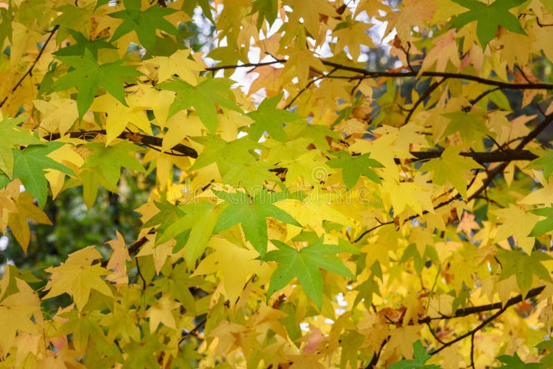 Maple Leaves in Monza Park. Italy Stock Photo - Image of maple, europe ...