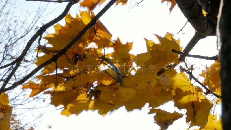 Dry Yellow Leaves on Maple Tree Float in Wind 4K Stock Video - Video of ...