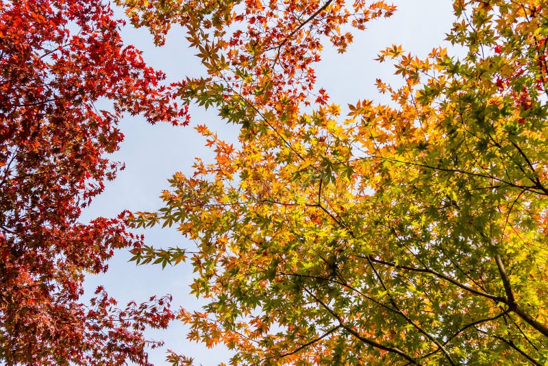Maple Leaves Natural Background Stock Photo - Image of branch ...