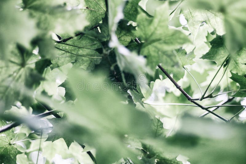 Maple Leaves Not so Sharp, Pattern Stock Image - Image of little, sharp ...