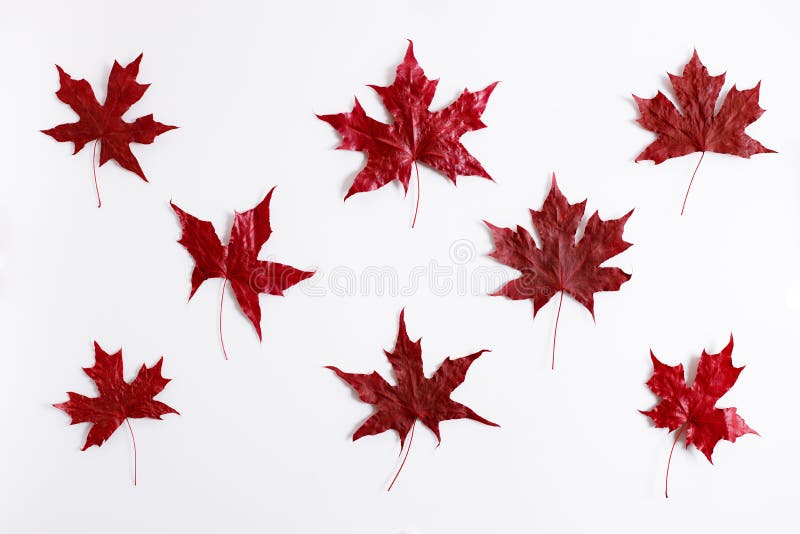 Maple Leaves in Red Color on White Background Stock Photo - Image of ...