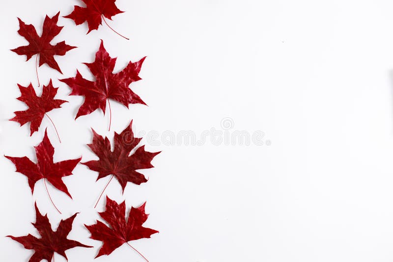 Maple Leaves in Red Color on White Background Stock Image - Image of ...