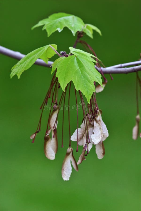 Maple leaves and seeds stock image. Image of maple, closeup - 437619