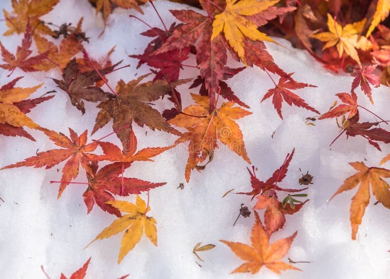 Maple leaves on snow stock photo. Image of frozen, cold - 190595302