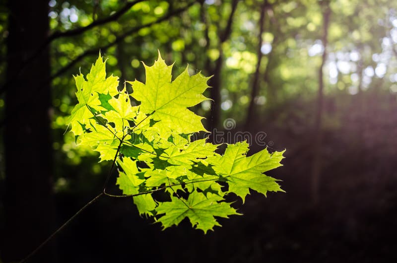 Maple leaves in spring stock photo. Image of environment - 25045808