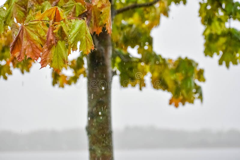 Maple Leaves in Spring with Snow Falling Stock Image - Image of winter ...