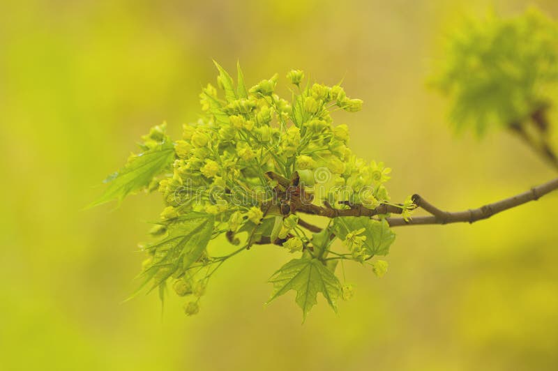 Maple leaves in spring stock photo. Image of green, deciduous - 64230570