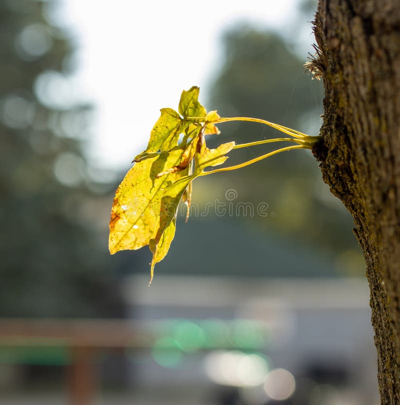 Maple Leaves Sprouting Out of the Side of the Tree Trunk Stock Photo ...