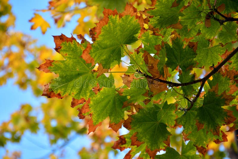 Maple Leaves, Still on Their Branches, Changing Color, in Autumn Stock ...