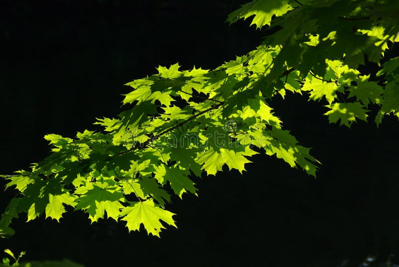 Maple leaves sunlight stock photo. Image of bright, wood - 148256294