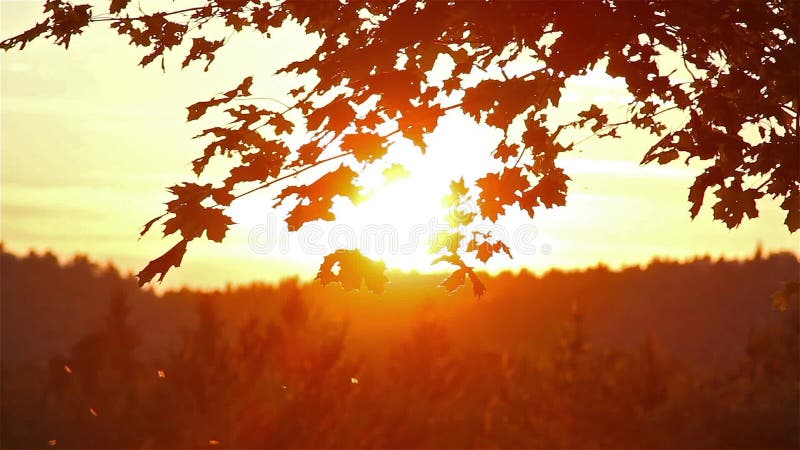 Maple Leaves and Sun stock footage. Video of maple, closeup - 42739212