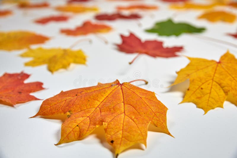 Maple leaves on a table stock photo. Image of fall, color - 64991792