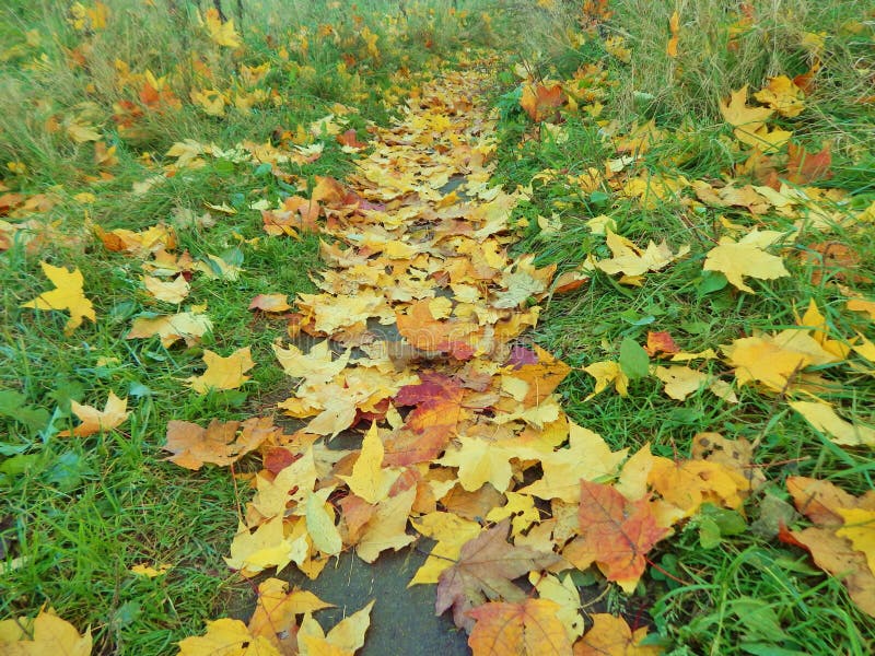 With maple leaves trail stock photo. Image of broadleaved - 82727894