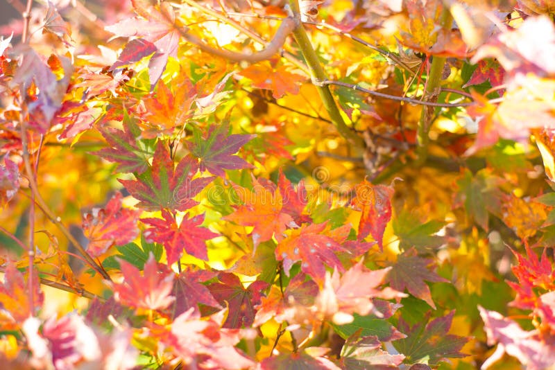Maple leaves on tree stock photo. Image of branch, forest - 149322054