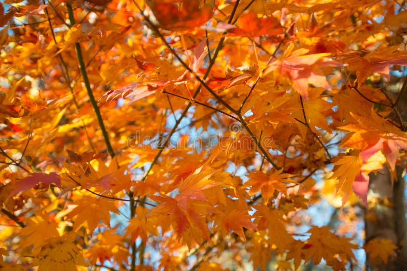 Maple leaves on tree stock photo. Image of beauty, outdoor - 149322112