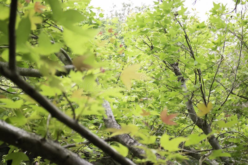 Maple Leaves Tree in Summer Stock Photo - Image of bush, horizontal ...