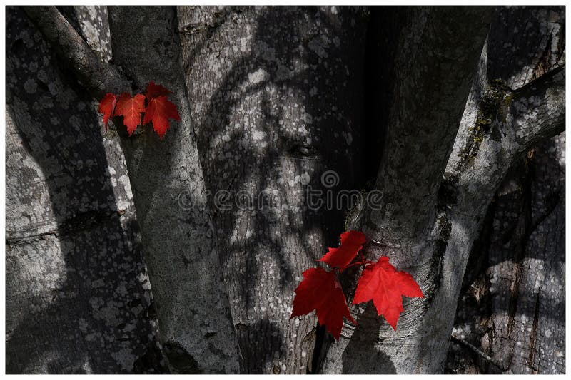 Maple Leaves on a Tree Trunk Stock Photo - Image of season, black ...