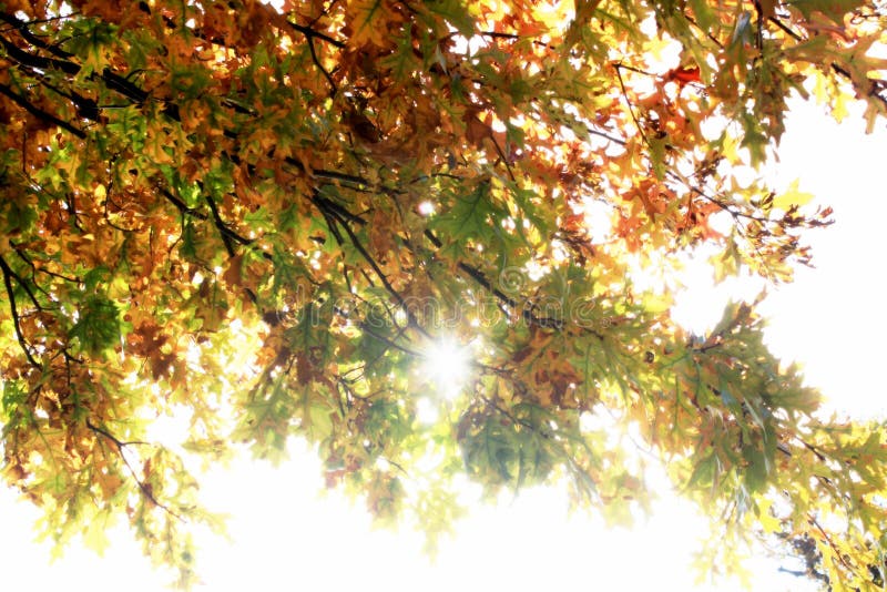 Maple Leaves on a Twig in Autumn Stock Photo - Image of garden, keys ...