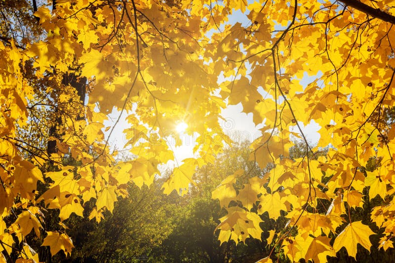 Maple Leaves Under Evening Sun in Fall Stock Image - Image of orange ...