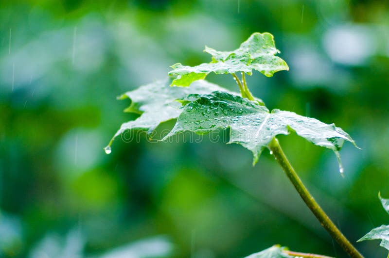 Rainy day stock image. Image of rain, water, leaves, green - 1713583