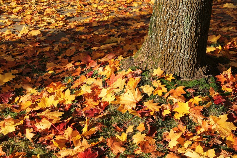 Maple Leaves Under the Tree Stock Photo - Image of beauty, enlighten ...
